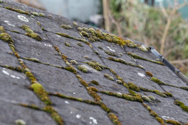 What Is Roof Algae? Is It Harmful? | Exact Recon Restoration