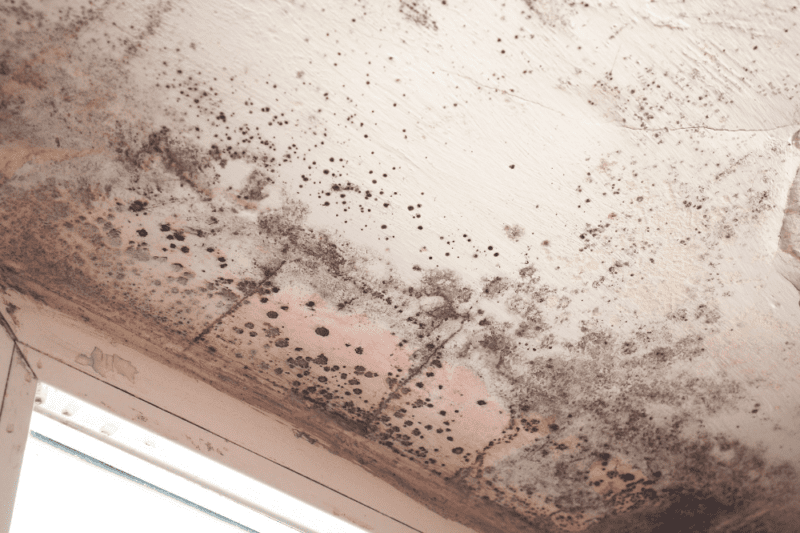 The Dangers of Mold and Water Damage in Your Home: Why Immediate ...