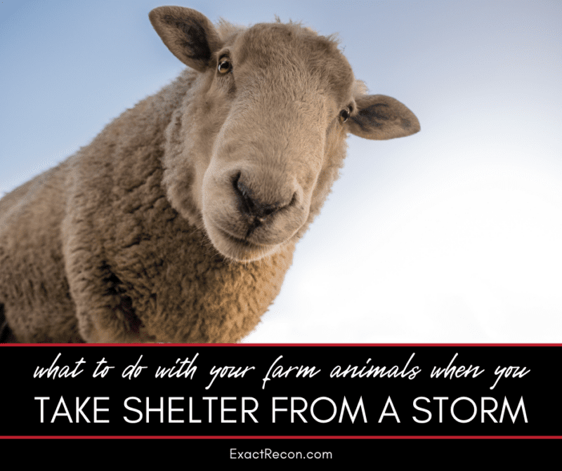 What to Do With Your Farm Animals if You Have to Take Shelter From a ...
